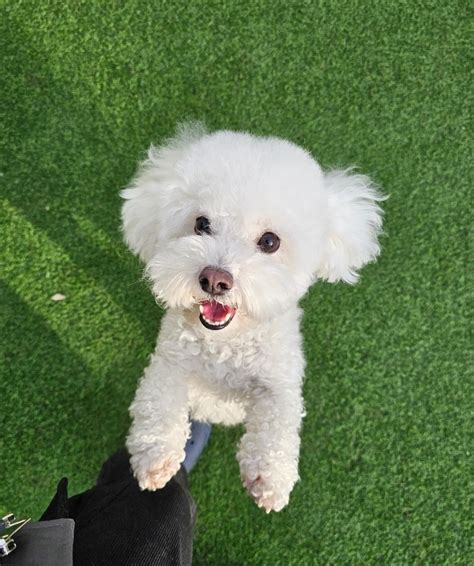 비숑프리제 두부 강아지 책임분양 ♥분양완료 강아지•고양이입양 강아지보호소 고양이보호소 무료분양 아이조아보호소