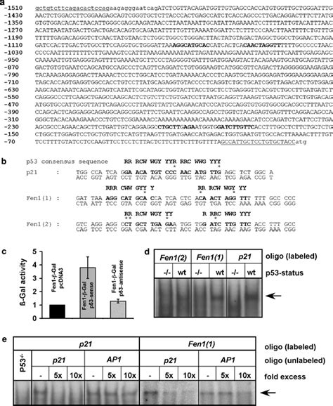 53 Dependent Regulation Of The Fen1 Promoter A Nucleotide Sequence