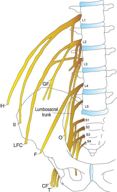 Lumbar Plexus Diagram