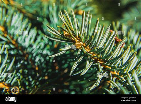 A Macro View Of Pine Needles On A Tree Branch That Look Quite Sharp Stock Photo Alamy