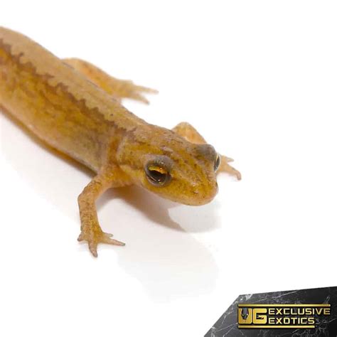 European Smooth Newts For Sale Underground Reptiles