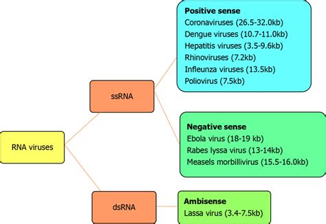 Distribution Of The Rna Viruses According To Their Strands And Senses Download Scientific