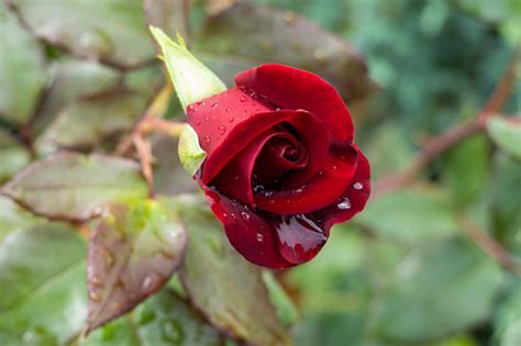 이슬 방울이있는 아름다운 진한 빨간색 벨벳 장미 머리 정원에서 꽃에 물을 뿌린 후의 상태 비 후 엽서 커버 인사말 배경 수풀에 녹색 잎 가리기에 대한 스톡 사진 및 기타