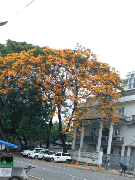 အဆောင်ရှာမယ် အဆောင်ငှားမယ် တာမွေ တောင်ဥက္ကလာ မေတ္တာညွန့် ဗဟန်း ရန်ကင်း ဘက်မှာ