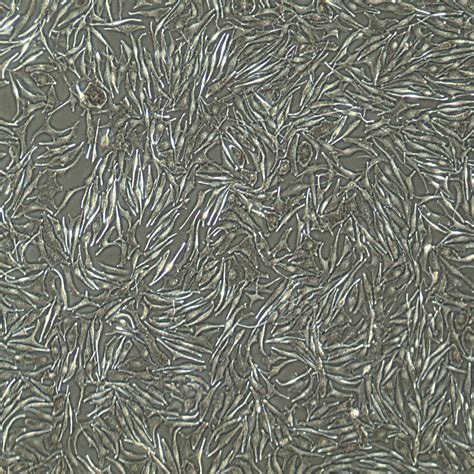 Melanocyte Cell Culture Medium Kit