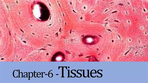 Tissues Class 9 Pptx