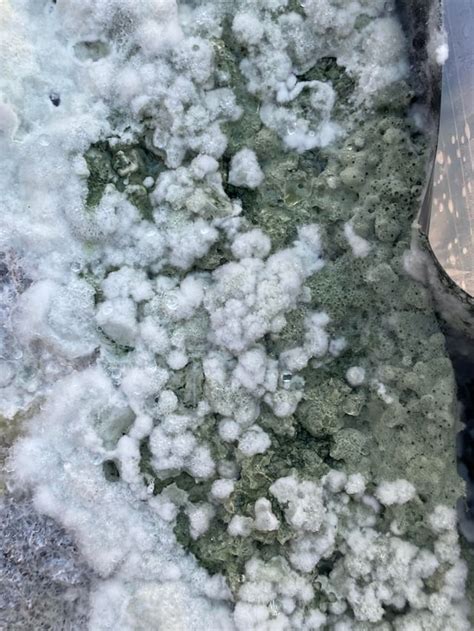 Mycelium Vs Trichoderma Contamination Rmushroomgrowers