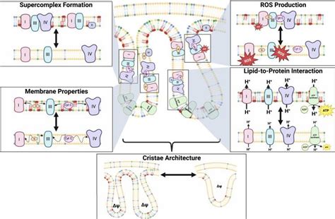 Sangchul Lee On Linkedin Mitochondrial Membrane Lipids In The