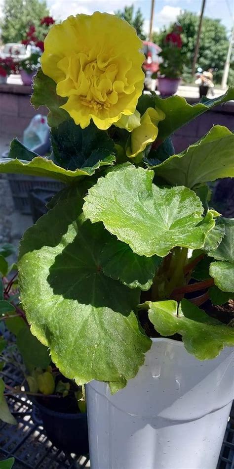 🌸⚠️ Внимание Внимание⚠️🌸 Расадник за цвеќиња „Славеви“