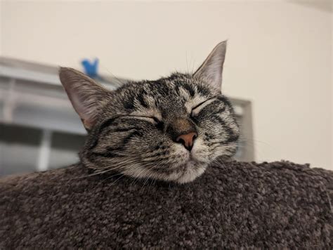 Eevees Sweet Smile R Catsmiles