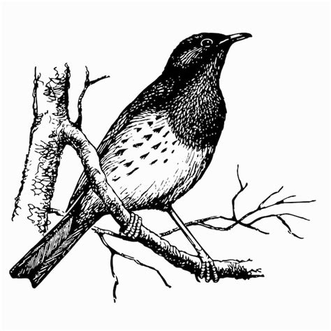 Premium Vector Bird Japanese Thrush
