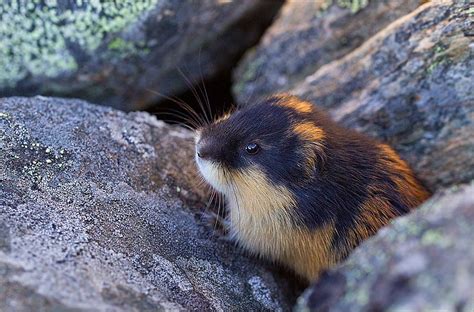 More Lemming Photos Amongst Rocks Lemming Face Artic Lemmings
