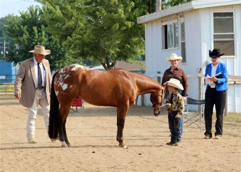 Becoming A Horse Judge Part 1 Msu Extension