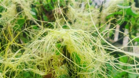 Ciri And Manfaat Tumbuhan Tali Putri Karawang Post