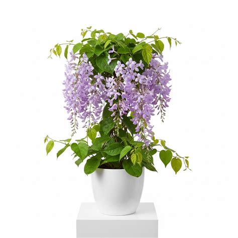 Lilac Vine Care Grow Hardenbergia Violacea Junglistan