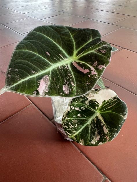 5 Must Know Tips For Growing Alocasia Black Velvet Variegated
