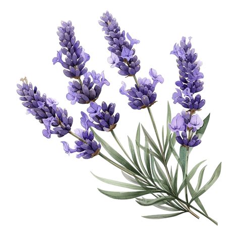 Watercolor Lavender Flower Clip Art Lavender Purple Violet Png
