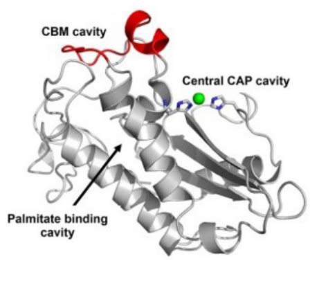 3 Representative Val Structure With Binding Cavities Adapted And Download Scientific Diagram
