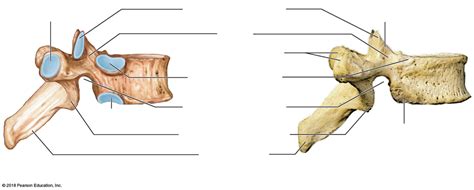 Thoracic Vertebra Lateral View Diagram Quizlet