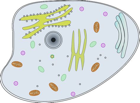 How Does The Cell Membrane Function