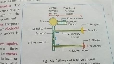 The Sensory The Brain Or Fig 73 Pathway Of A Nerve Impulse Filo
