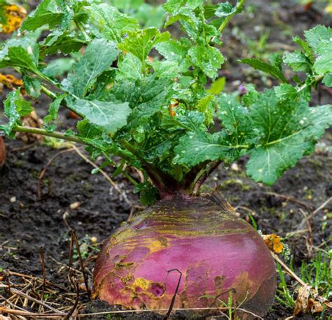 Fall Planting Northwoods Whitetails Food Plot Seed