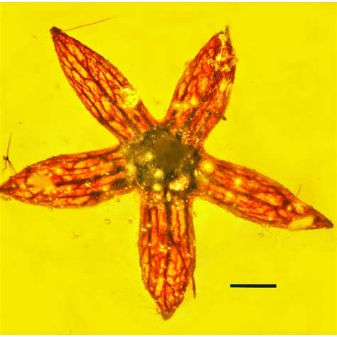 Melittosphex Burmensis 1 Diagram Of Mandible Scale Bar5126 Mm 2