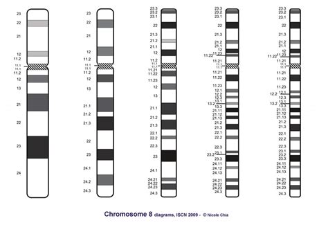 Chromosome Iscn