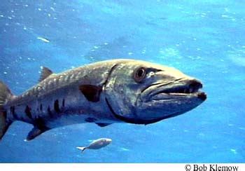 Sphyraena Barracuda Discover Fishes Marks Trackside