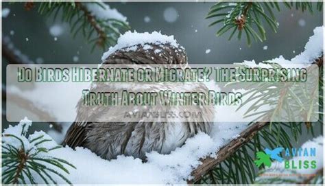 Do Birds Hibernate Or Migrate The Surprising Truth About Winter Birds
