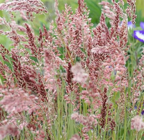 Gardening 101 Ruby Grass Gardenista Savannah Ruby Grass Summer