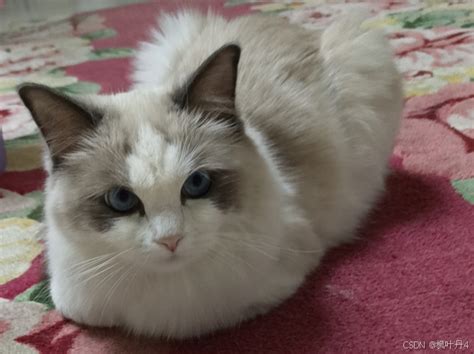 【在linux世界中追寻伟大的one Piece】socket编程tcp Csdn博客 【在linux世界中追寻伟大的one Piece】socket编程tcp Csdn博客