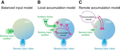 Parietal Cortex Mouse