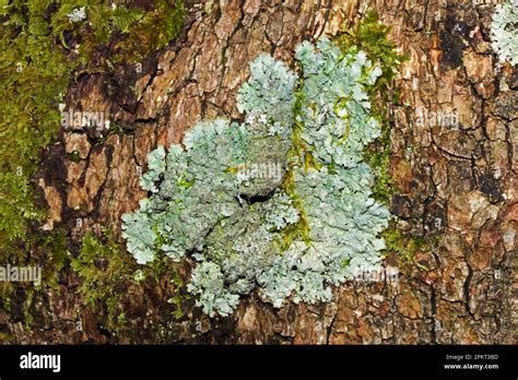 Foliose Lichen