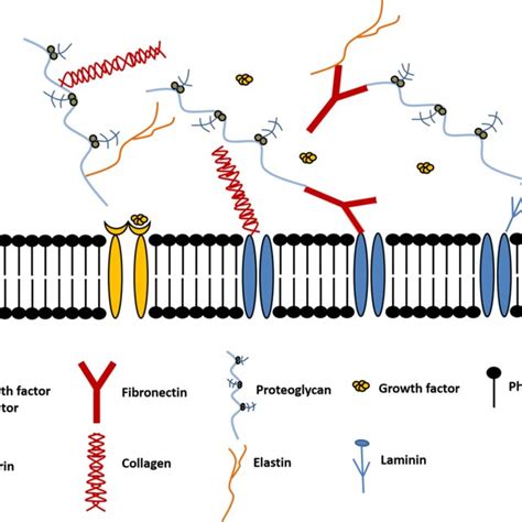 A Solvent Casting Particulate Leaching Process The Polymer Is Download Scientific Diagram