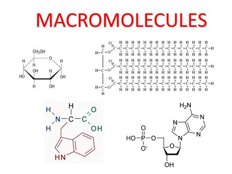 Macromolecule Structure 9th 12th Grade Quiz Wayground Formerly