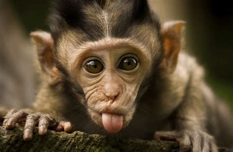 Tongue 