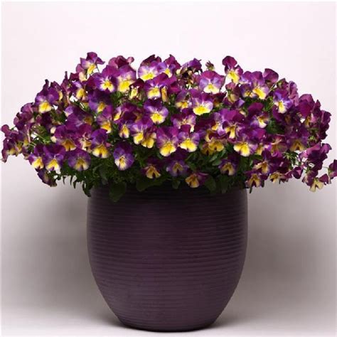 Trailing Pansy Seeds Cool Wave® Raspberry Swirl Buy Bulk Seeds