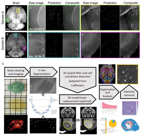 Robust Cell Detection Process With The Weakly Supervised U Net Model
