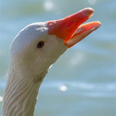 Binnenlandse Witte Gans Stock Afbeelding Image Of Gans 105081271