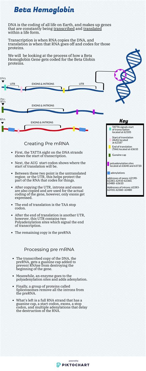 Beta Hemoglobin Infographic Lilah B