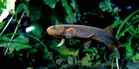 Fish Passage Ministry For The Environment