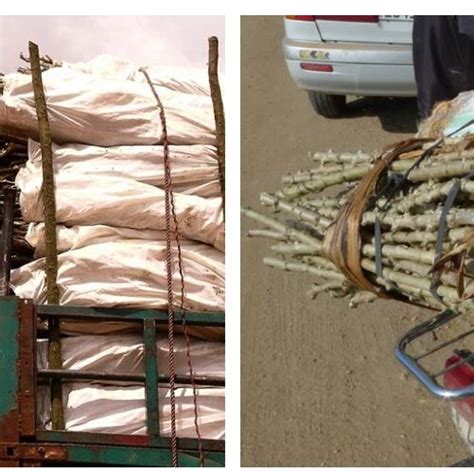 Healthy Cassava Plants With Abundant Edible Storage Roots Image Used