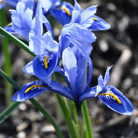 Iris Reticulata Alida