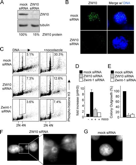 Human Zw10 Is Essential For Mitotic Checkpoint Signaling A Download Scientific Diagram