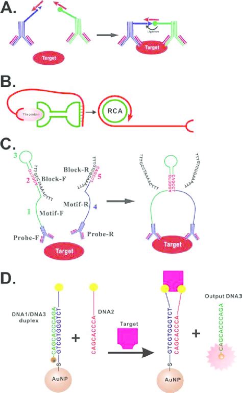 Homogeneous Assays Based On Binding Induced Dna Assembly A Proximity Download Scientific