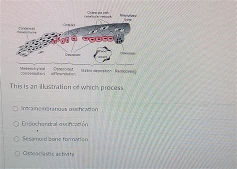 Solved This Is An Illustration Of Which Process