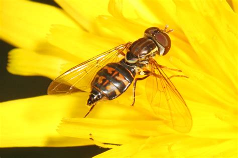Toxomerus Occidentalis Toxomerus Occidentalis Picture Insect