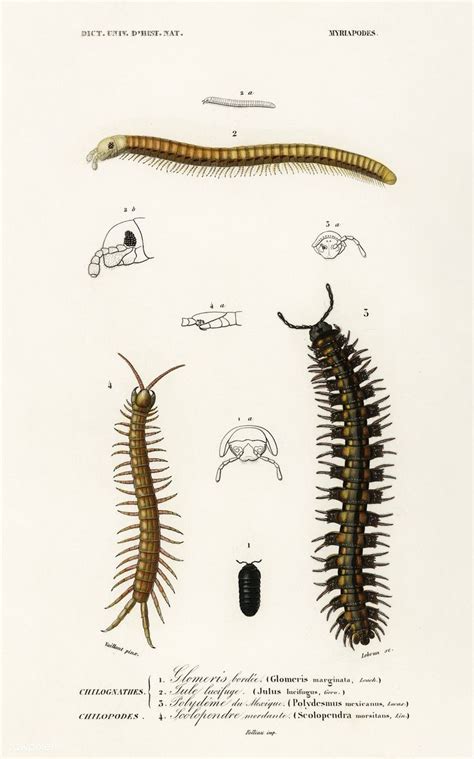 Different Types Of Millipedes