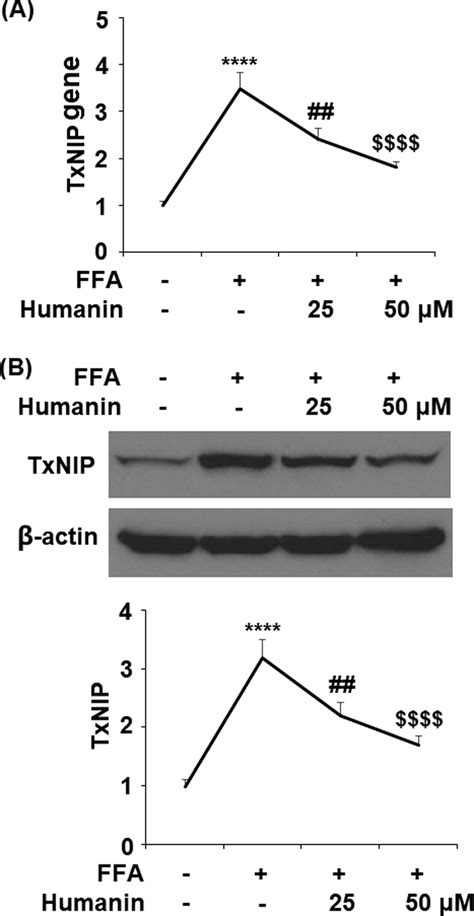 humanin reduced high ffa induced upregulation of txnip in haecs a